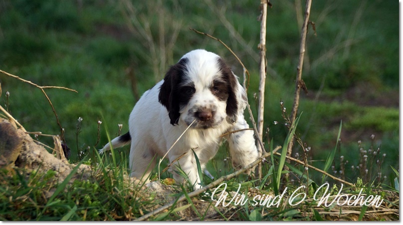 English Springer Spaniel und English Cocker Spaniel-Zucht - im VDH/FCI