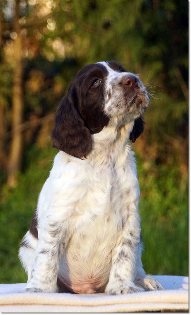 English Springer Spaniel und English Cocker Spaniel-Zucht - im VDH/FCI